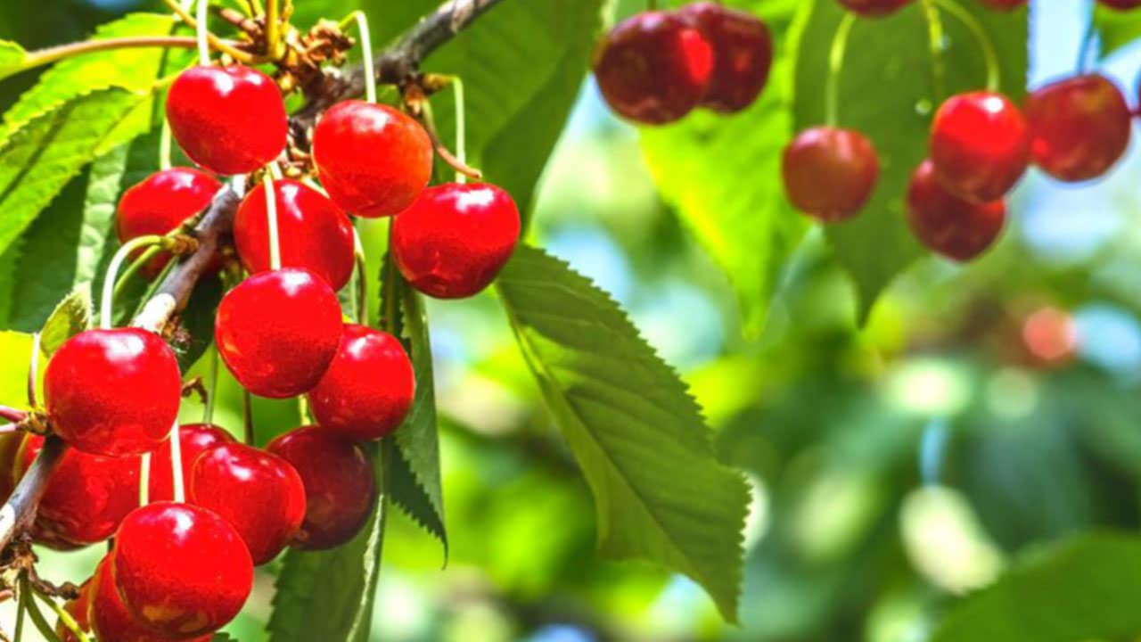 Početna - Rakije Šurlan